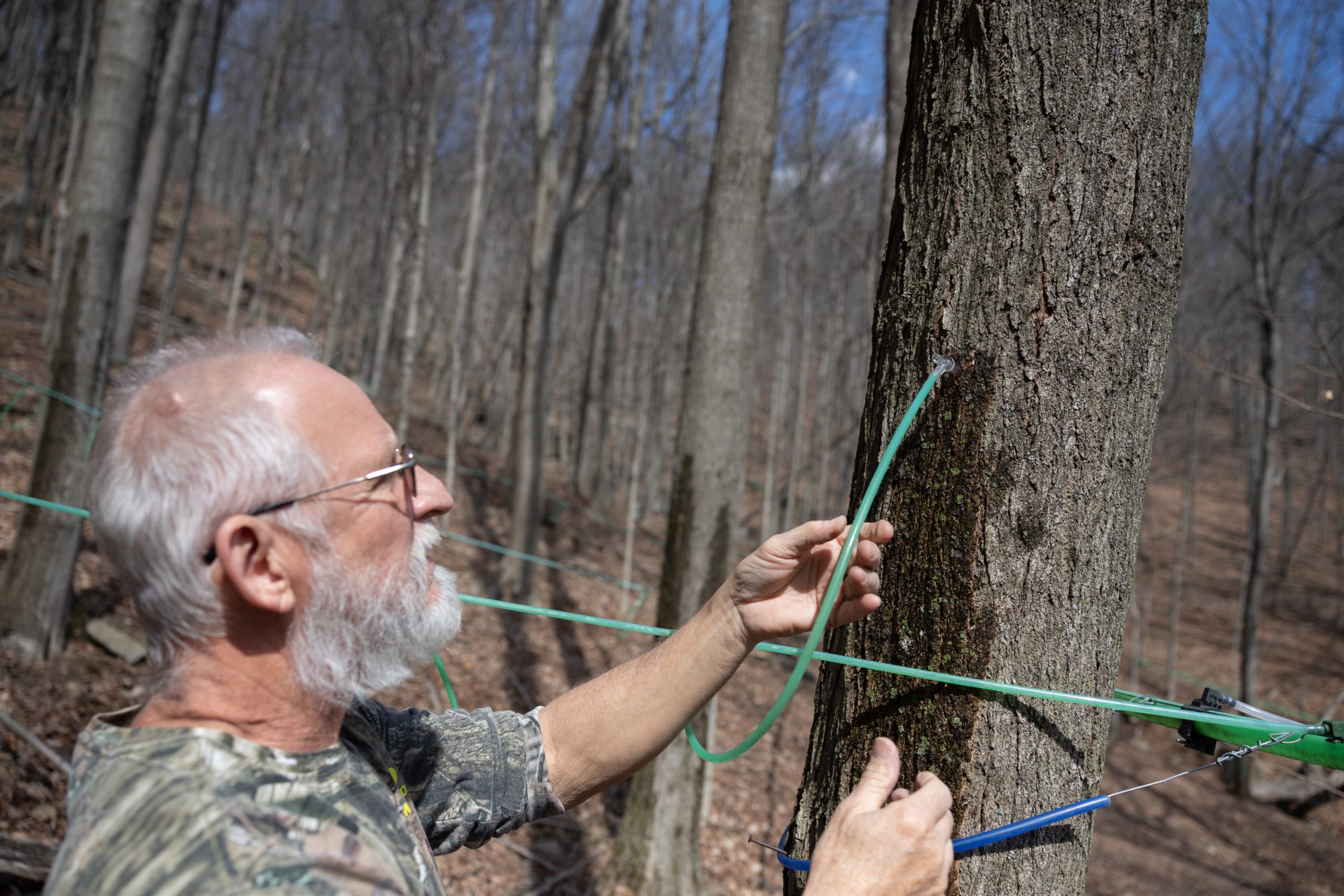 Celebrate the sweetness of the season during West Virginia Maple Days ...