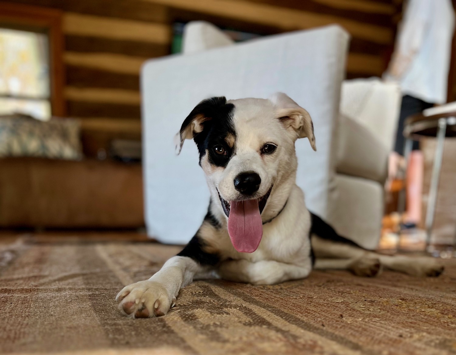'Paws 4 Wellness' hosted by Robert C. Byrd Clinic and Greenbrier Humane ...