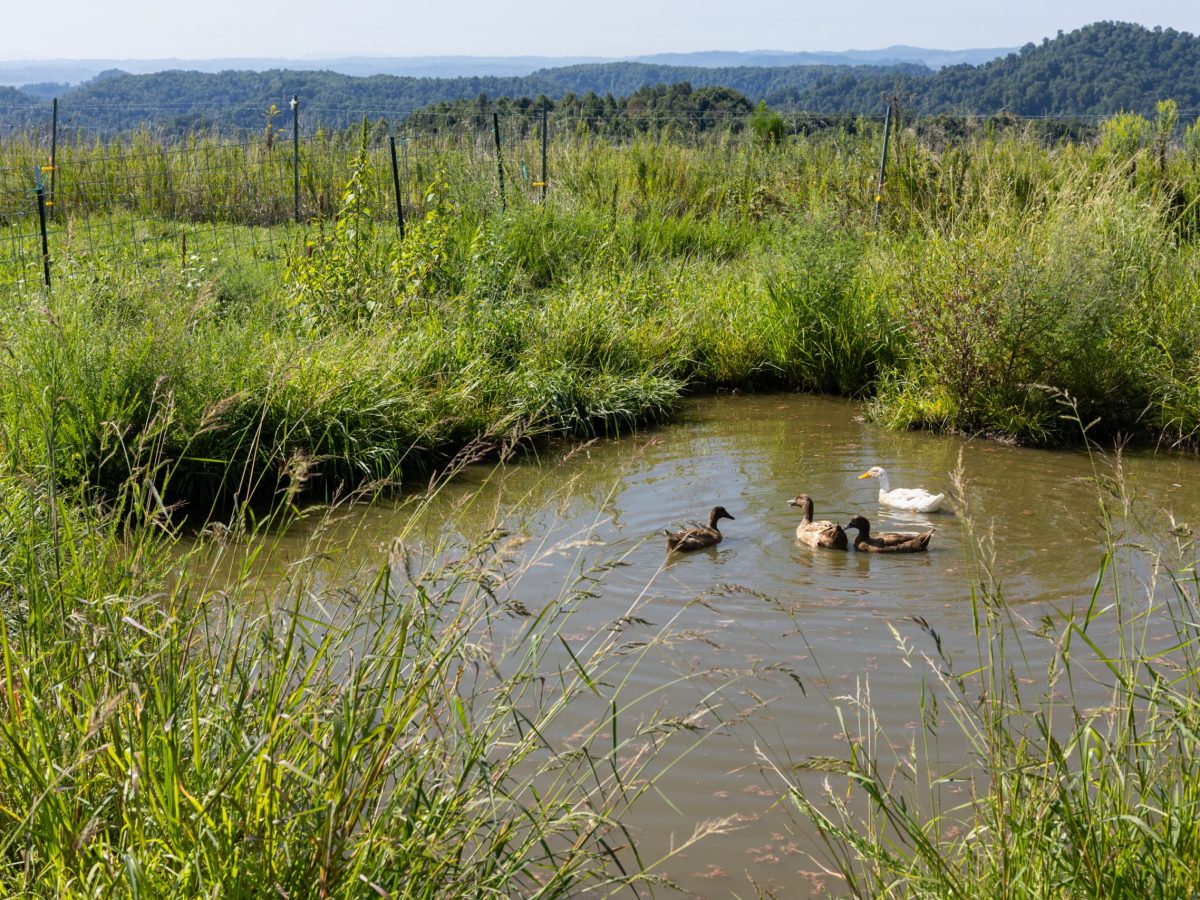 Coalfield Development organization works to repurpose land and reclaim ...