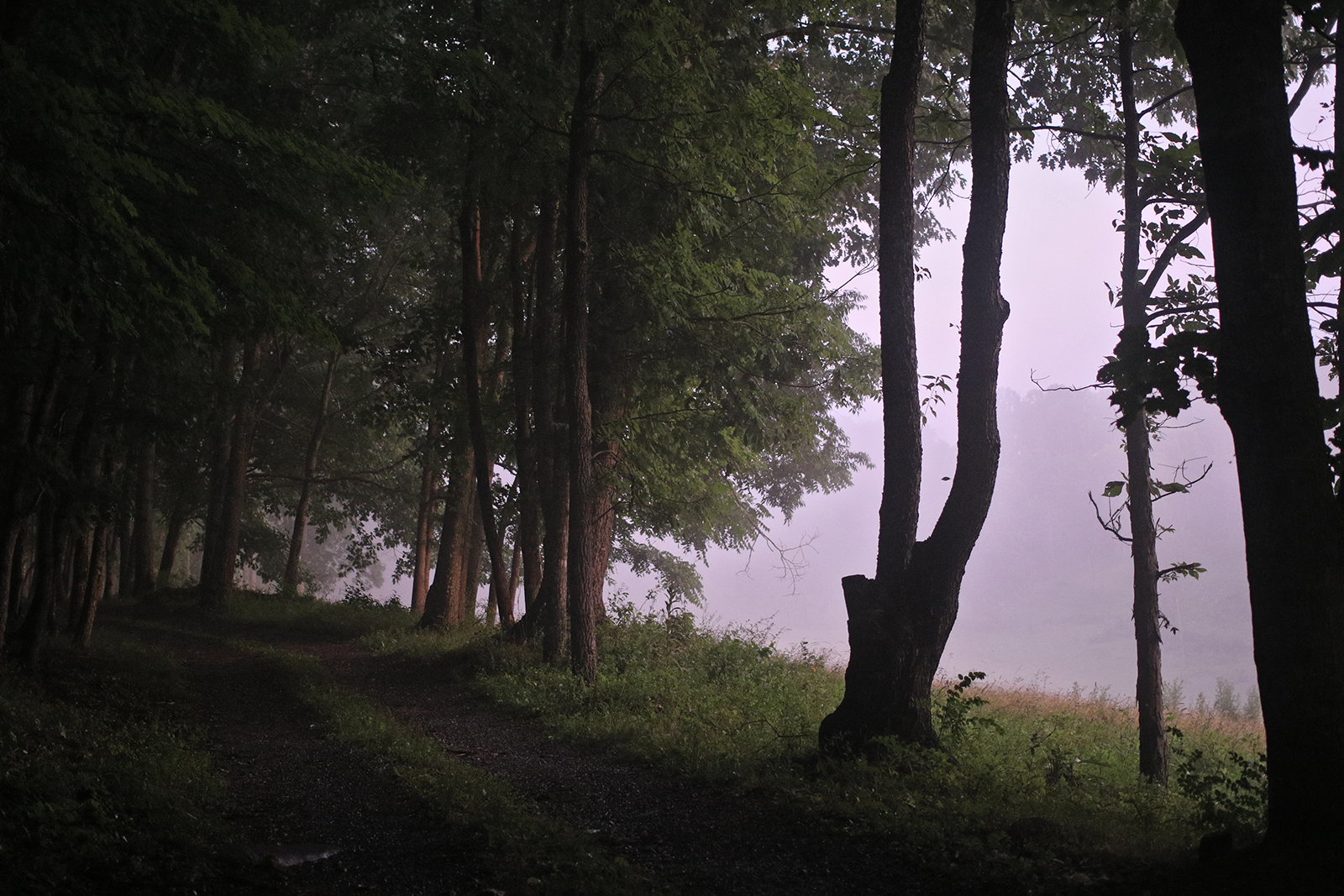 The Trouble Tree – The Real WV